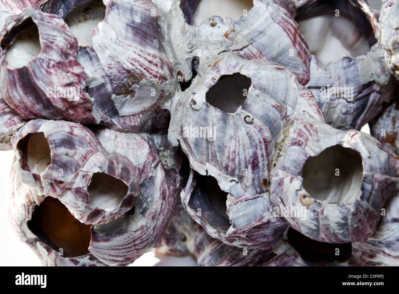 The photography of some kind of marine organism (shellfish). Photo ...
