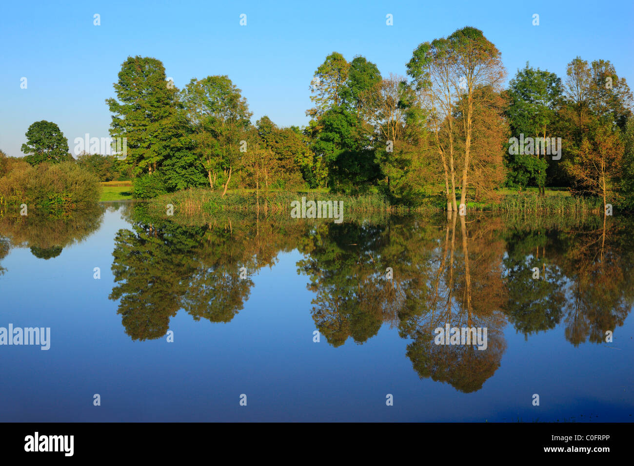 Green forest reflection in the lake Stock Photo - Alamy