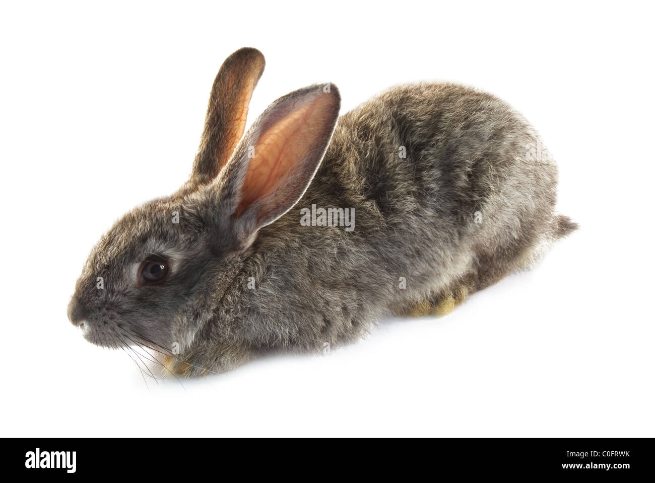 rabbit is isolated on white Stock Photo - Alamy