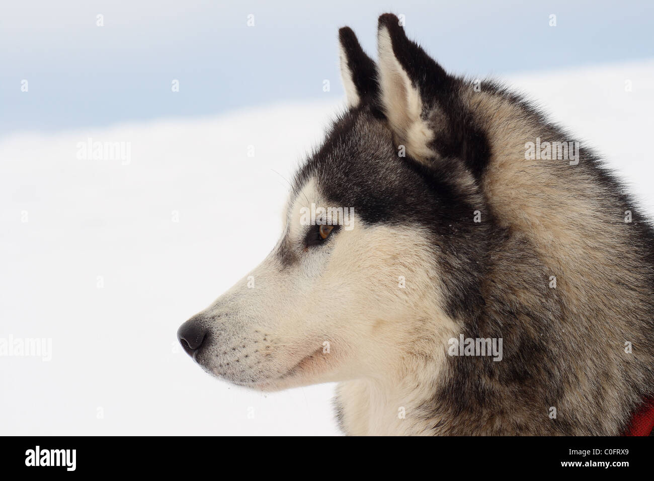 Huskies alaska musher hi-res stock photography and images - Alamy