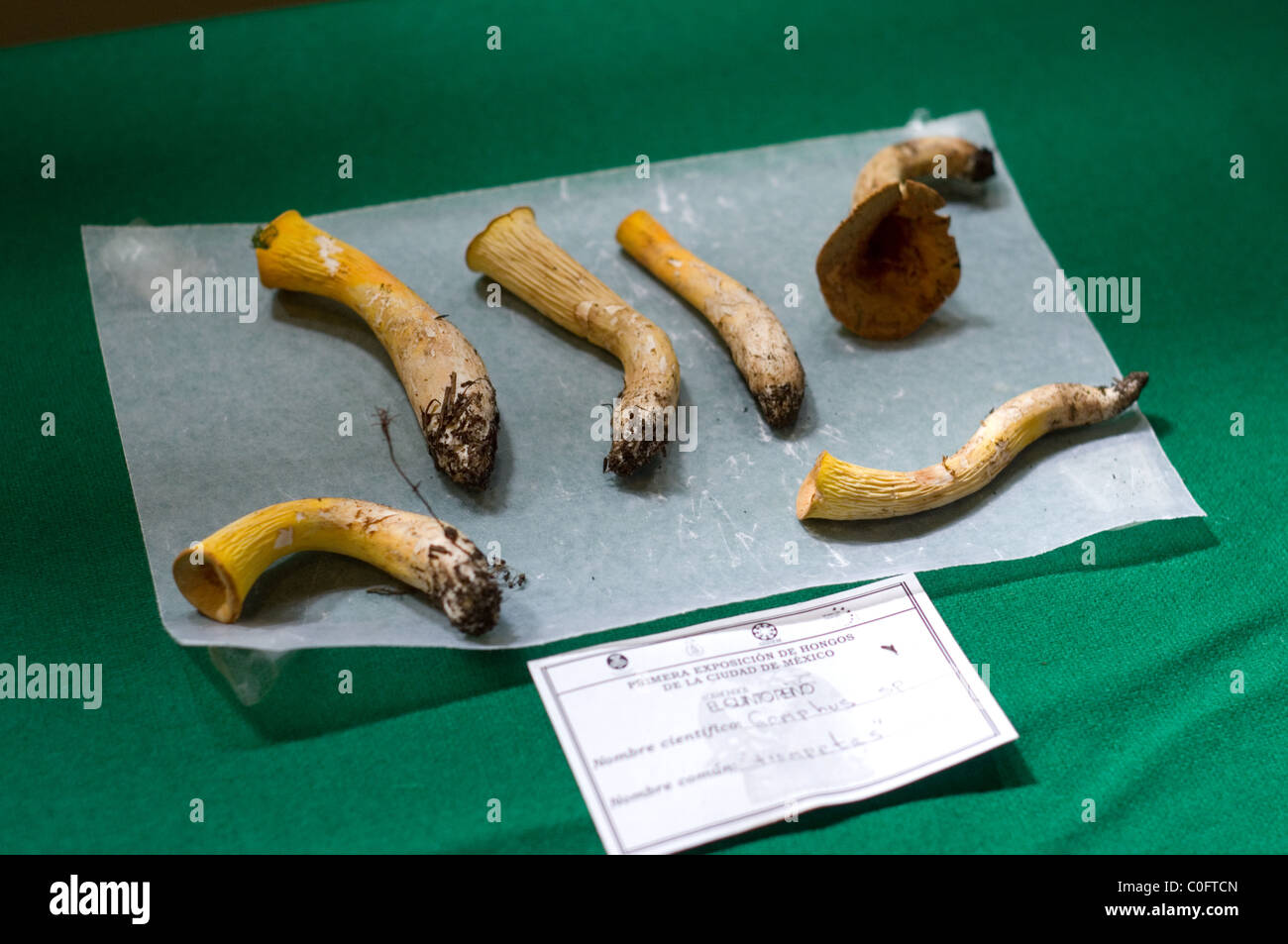 Gomphus sp hi-res stock photography and images - Alamy