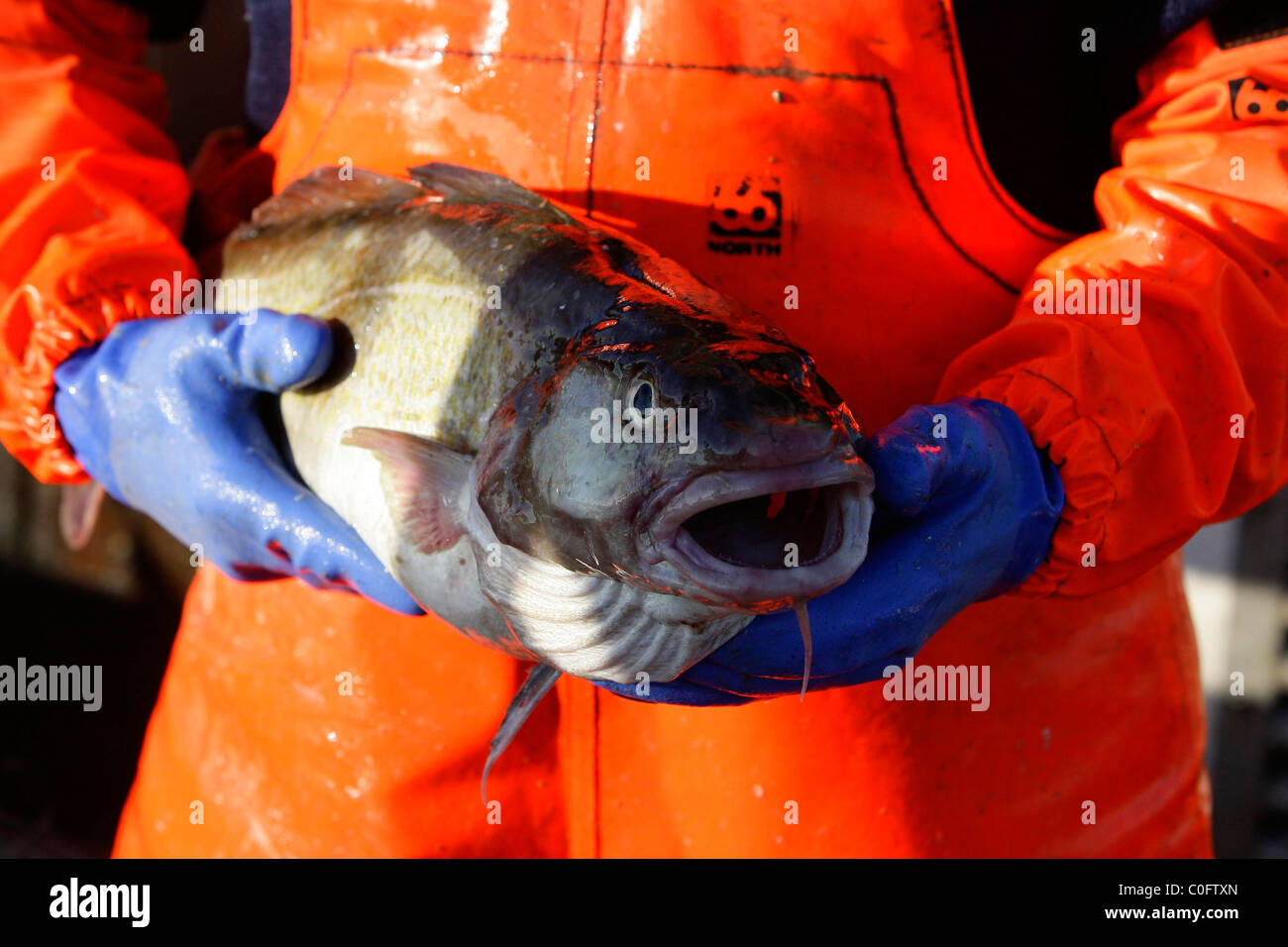 Cod fishing in the English Channel. Picture by James Boardman Stock ...