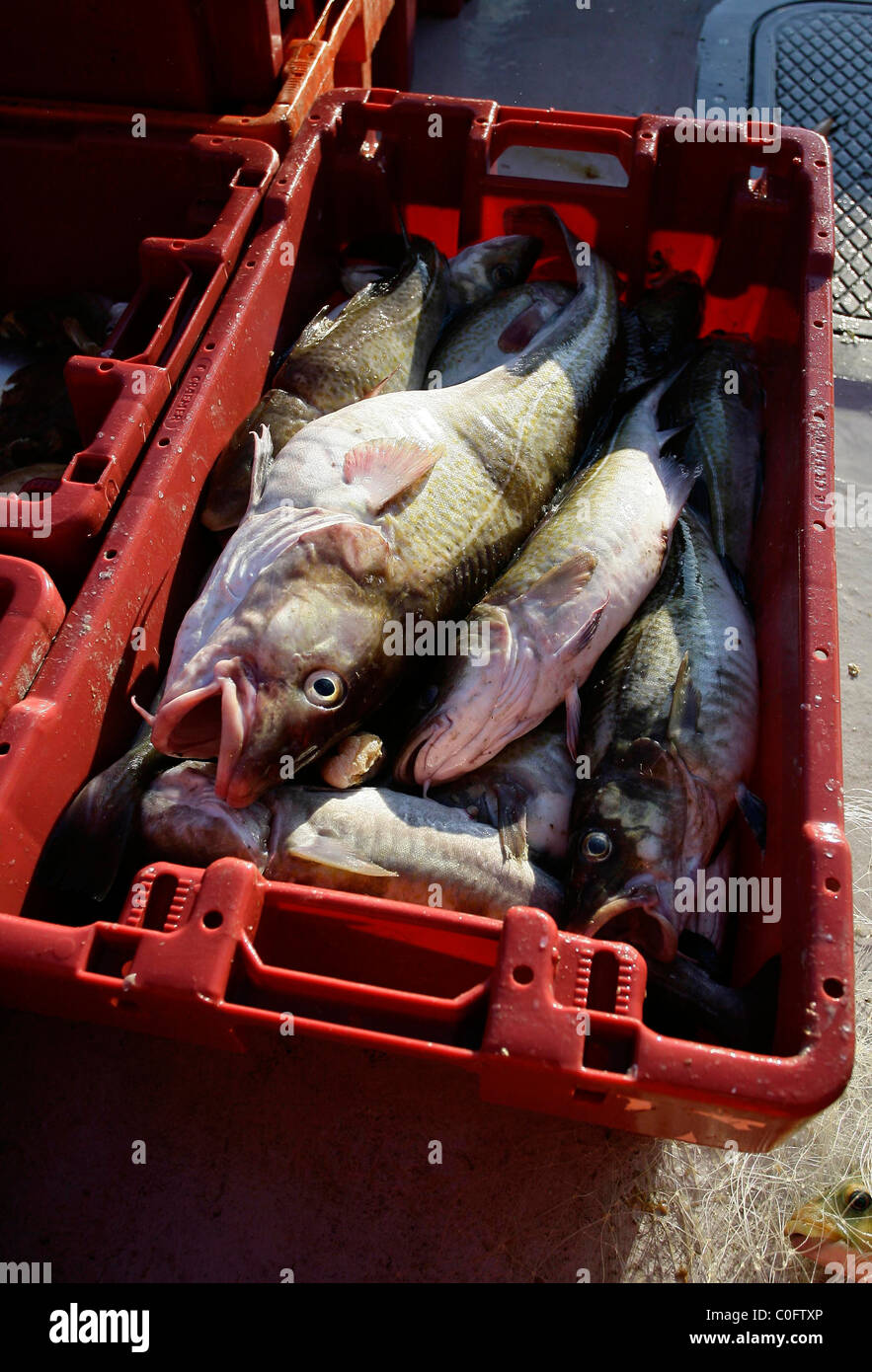 Cod fishing in the English Channel. Picture by James Boardman Stock ...