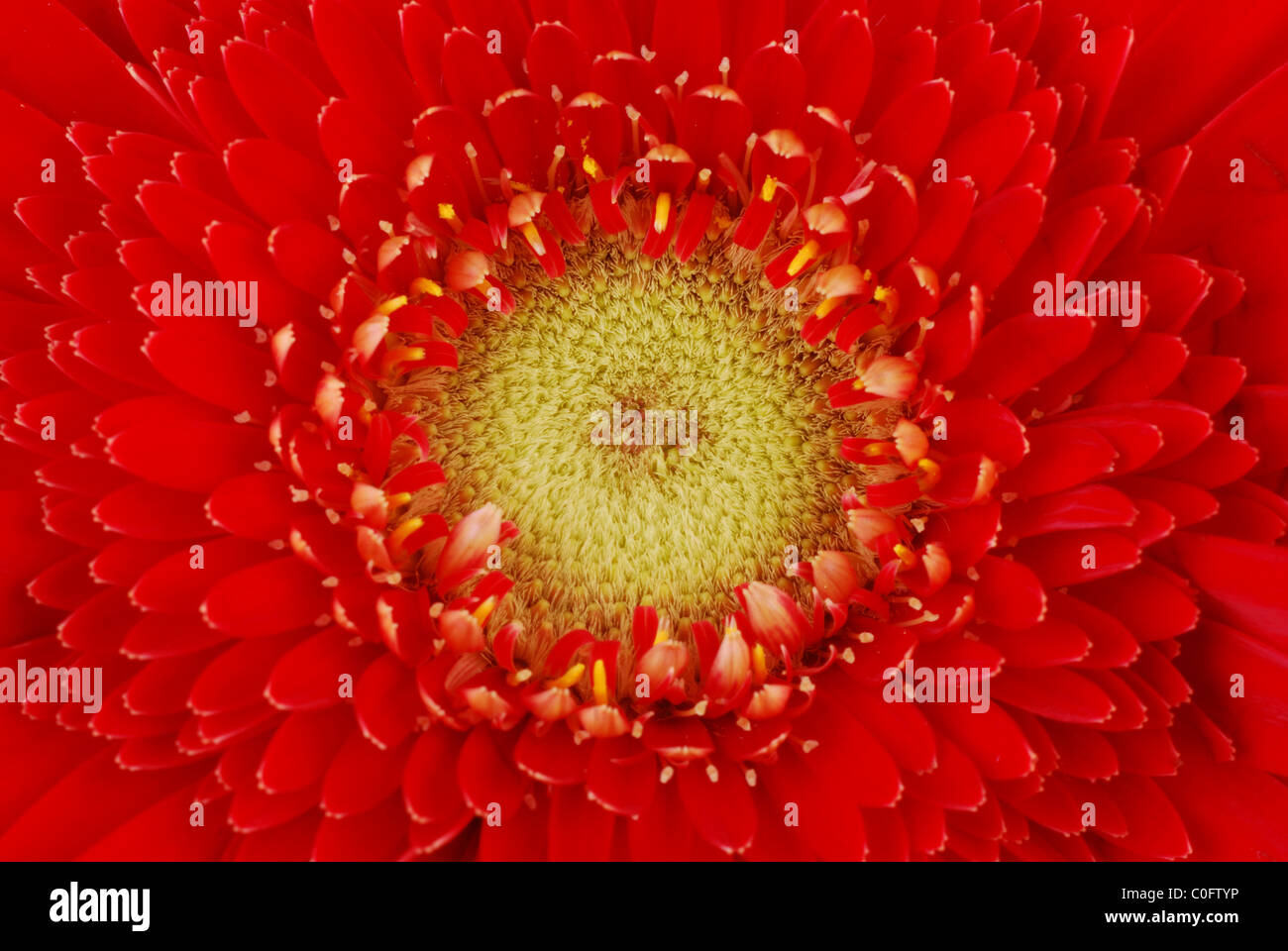 Close-up view of a gerbera Stock Photo - Alamy