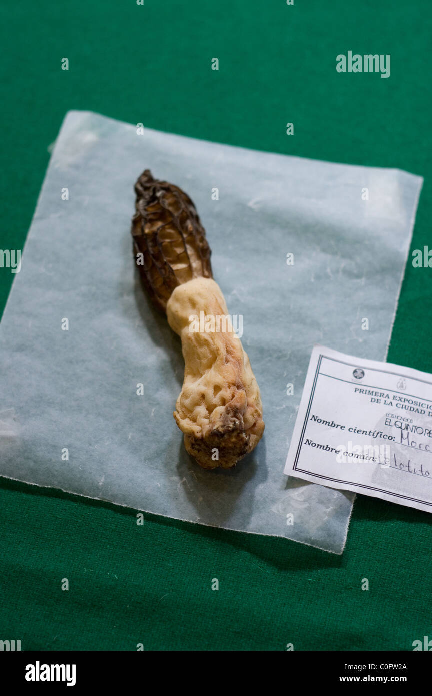 Morel morchella sp hi-res stock photography and images - Alamy