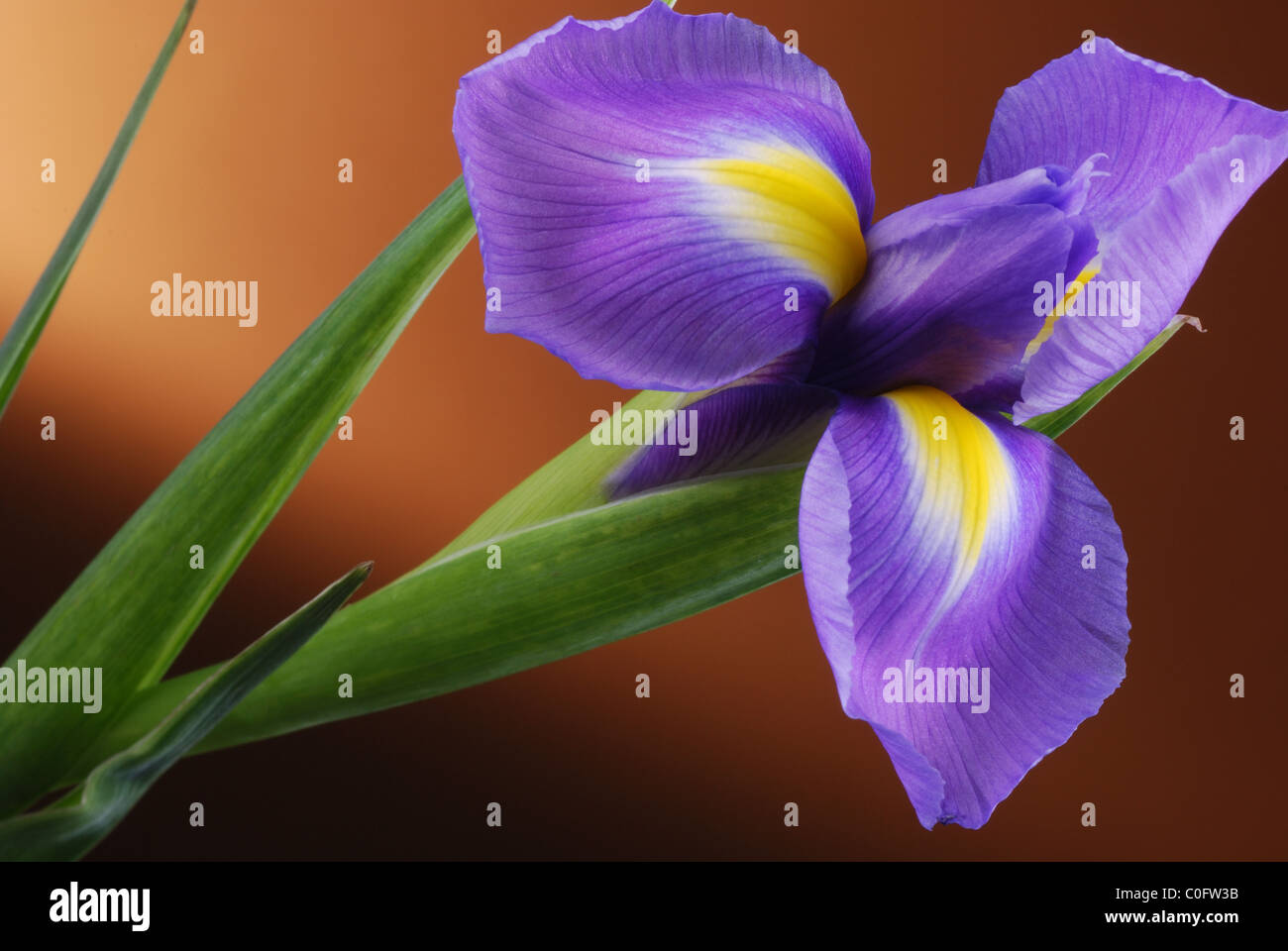 Iiris hi-res stock photography and images - Alamy