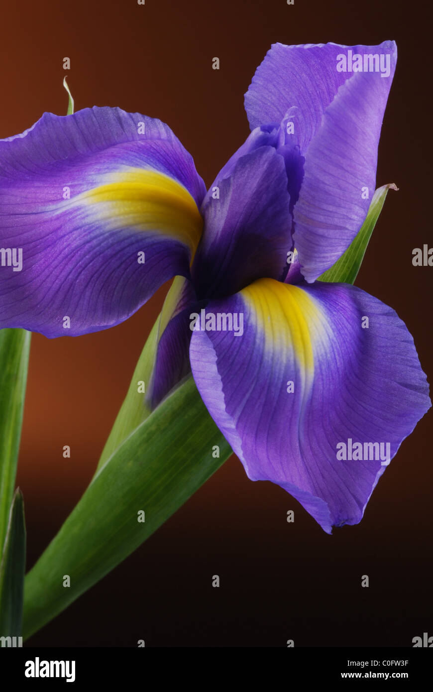 Single stem iris hi-res stock photography and images - Alamy