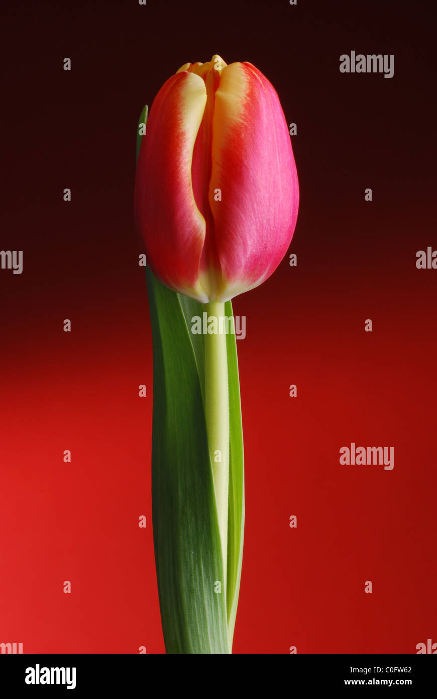 Tulip solitary hi-res stock photography and images - Alamy