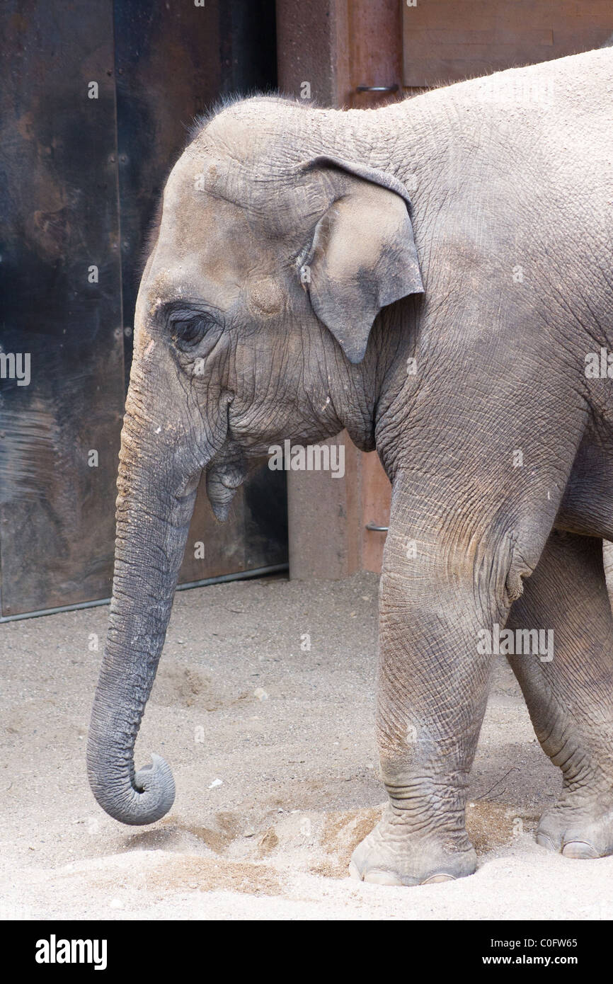 An asian elephant (Elephas maximus) at the Copenhagen Zoo in Denmark ...