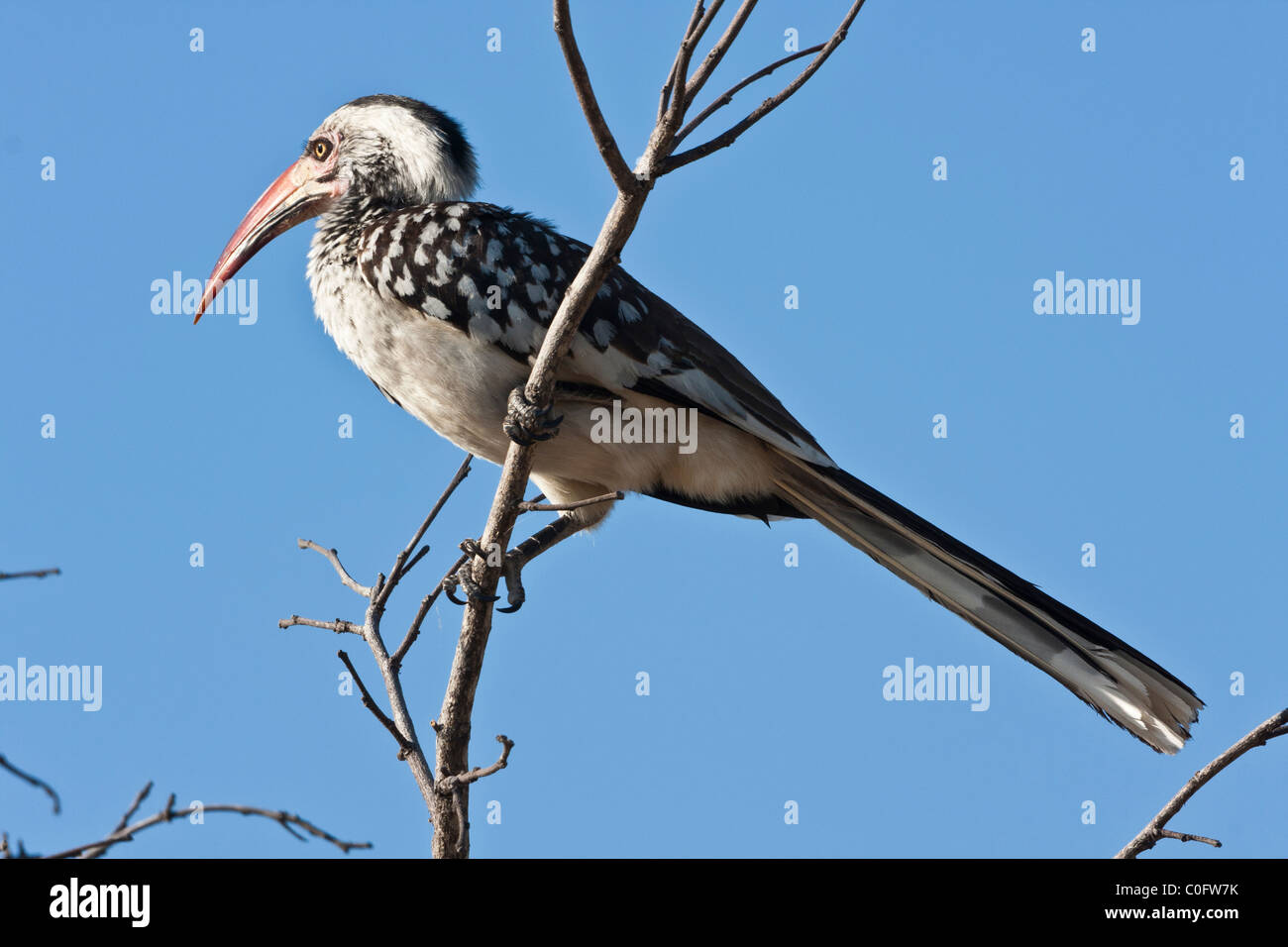 A head and forefront shot of a red-billed hornbill in profile - facing ...