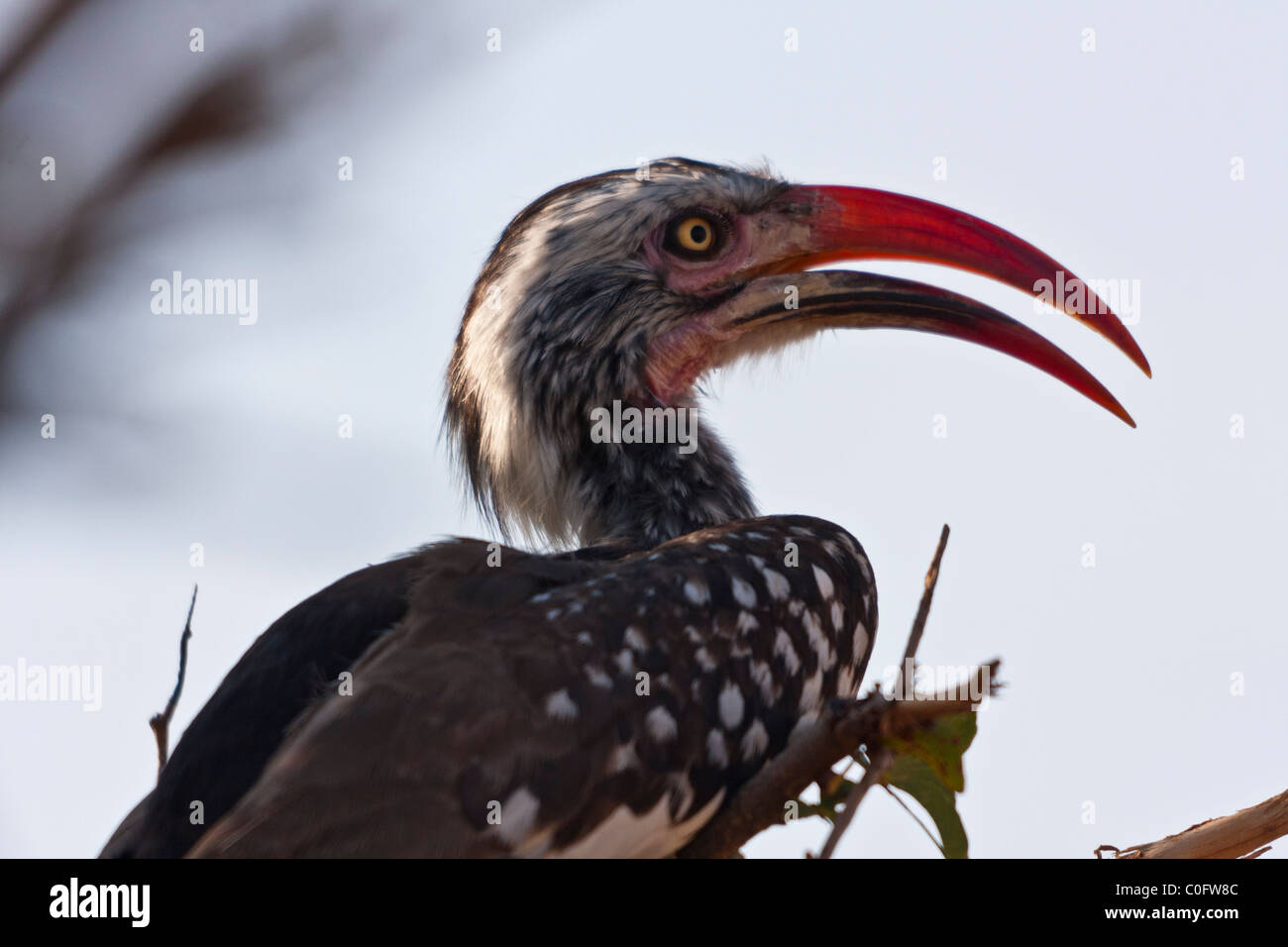 A head and forefront shot of a red-billed hornbill in profile - facing ...