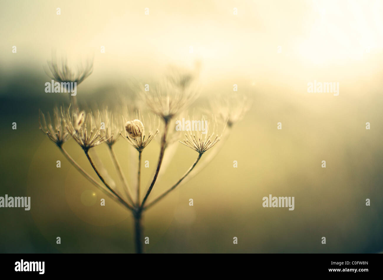 Hazy sunshine hi-res stock photography and images - Alamy