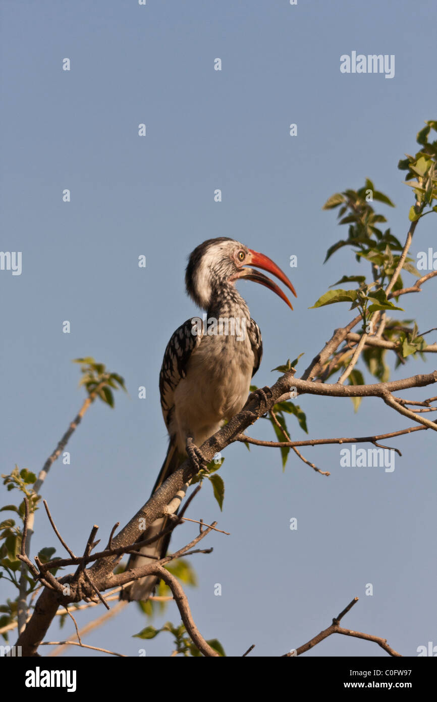 A head and forefront shot of a red-billed hornbill in profile facing ...