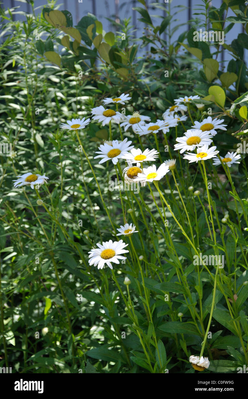 Philadelphia daisy hi-res stock photography and images - Alamy
