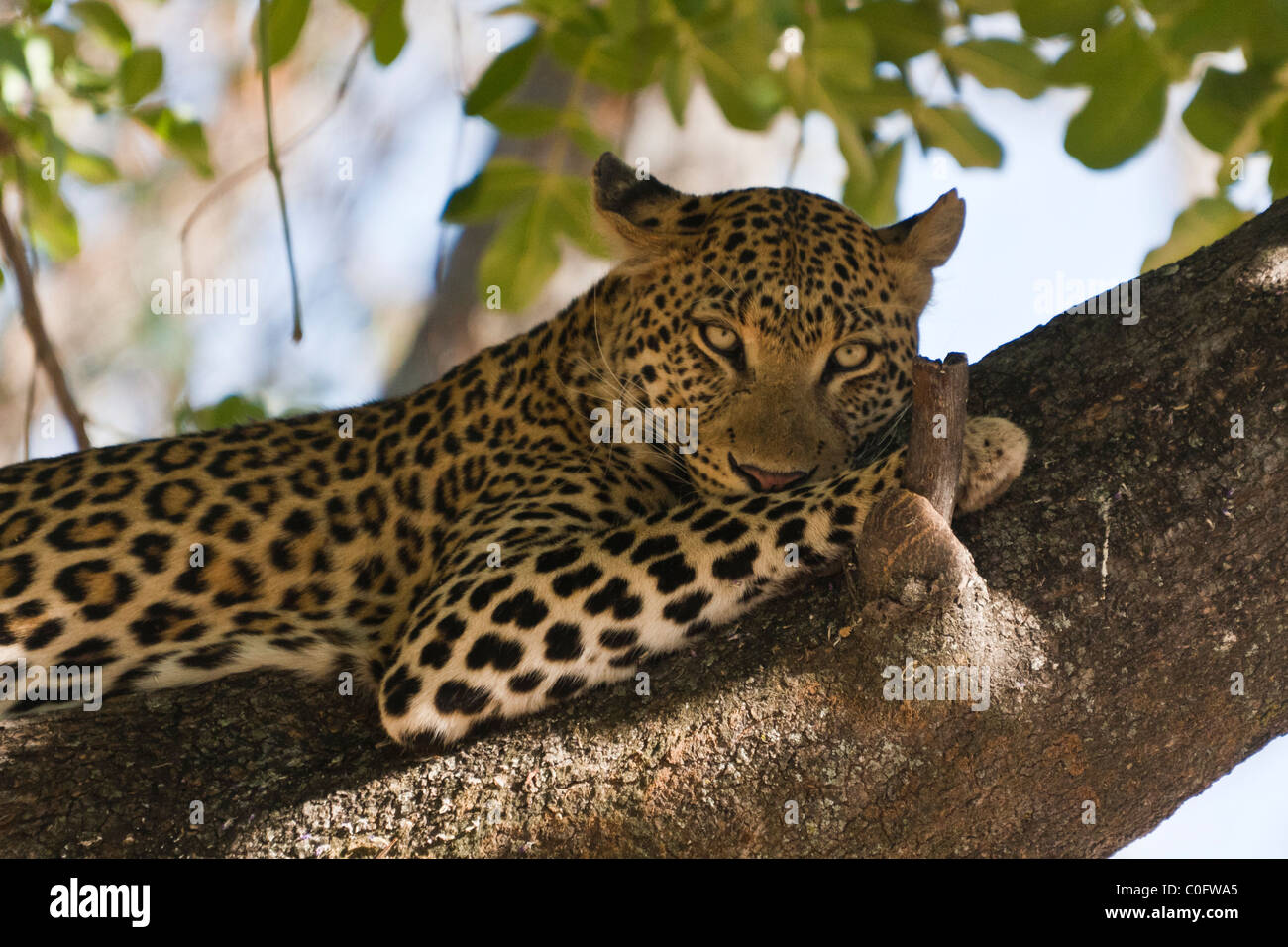 A leopard lying on a branch. A forefront shot with leopard facing right ...