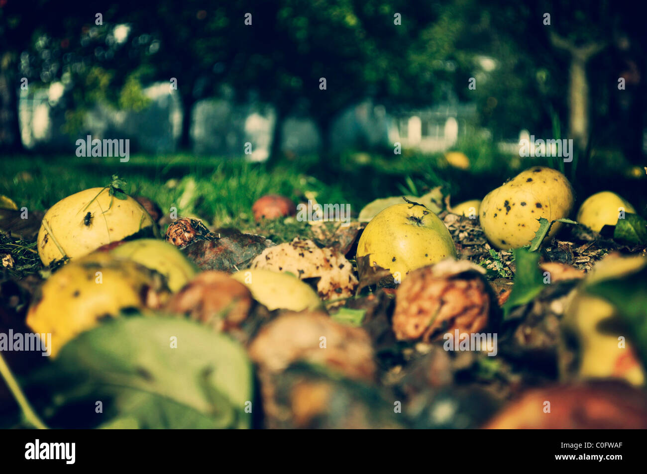 Fallen apples from a tree Stock Photo - Alamy