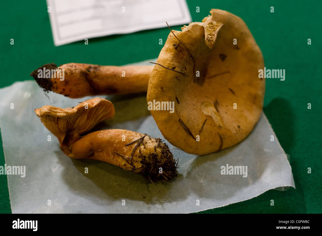 Milk-caps (Lactarius sp Stock Photo - Alamy