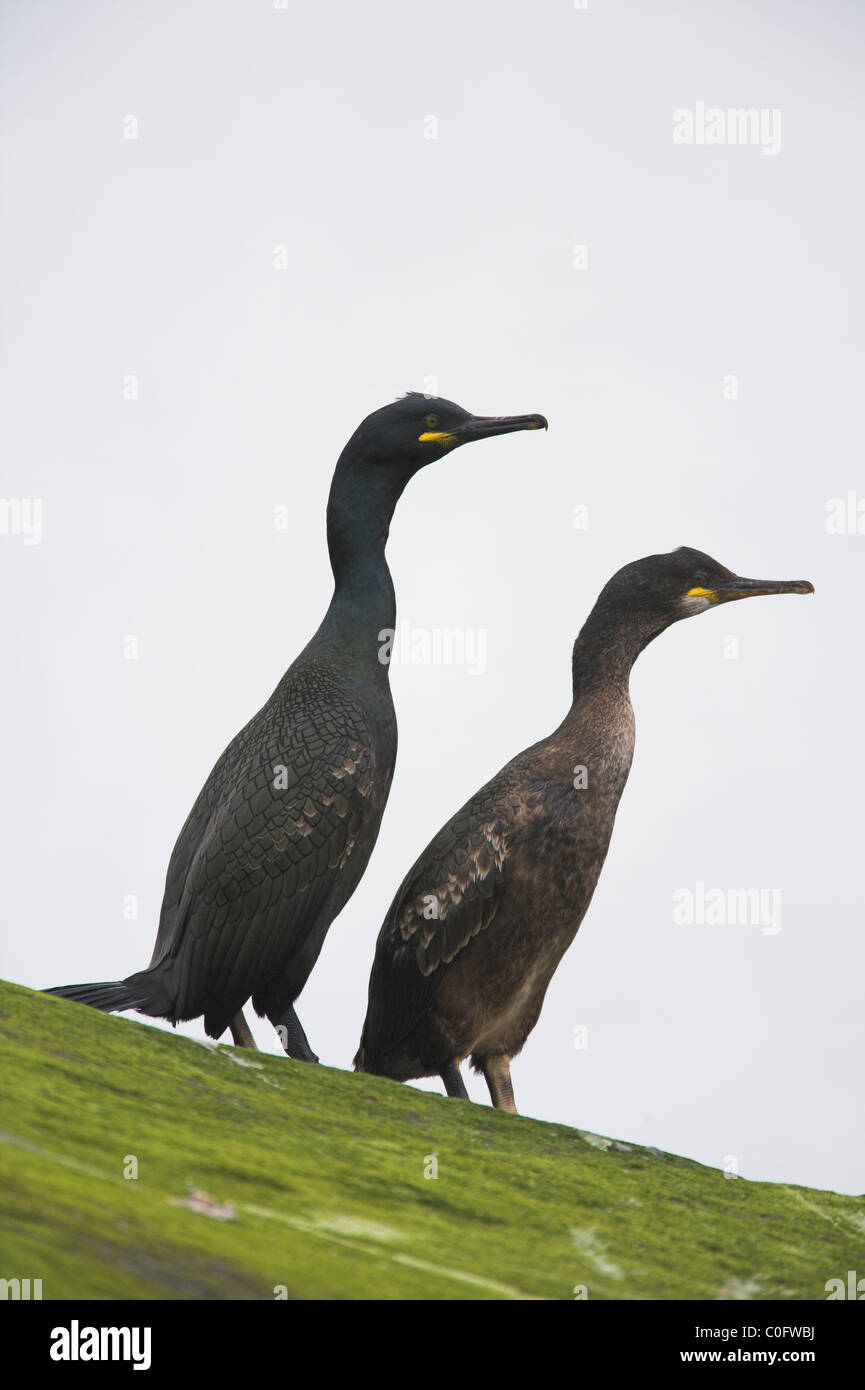 Immature shag scotland hi-res stock photography and images - Alamy