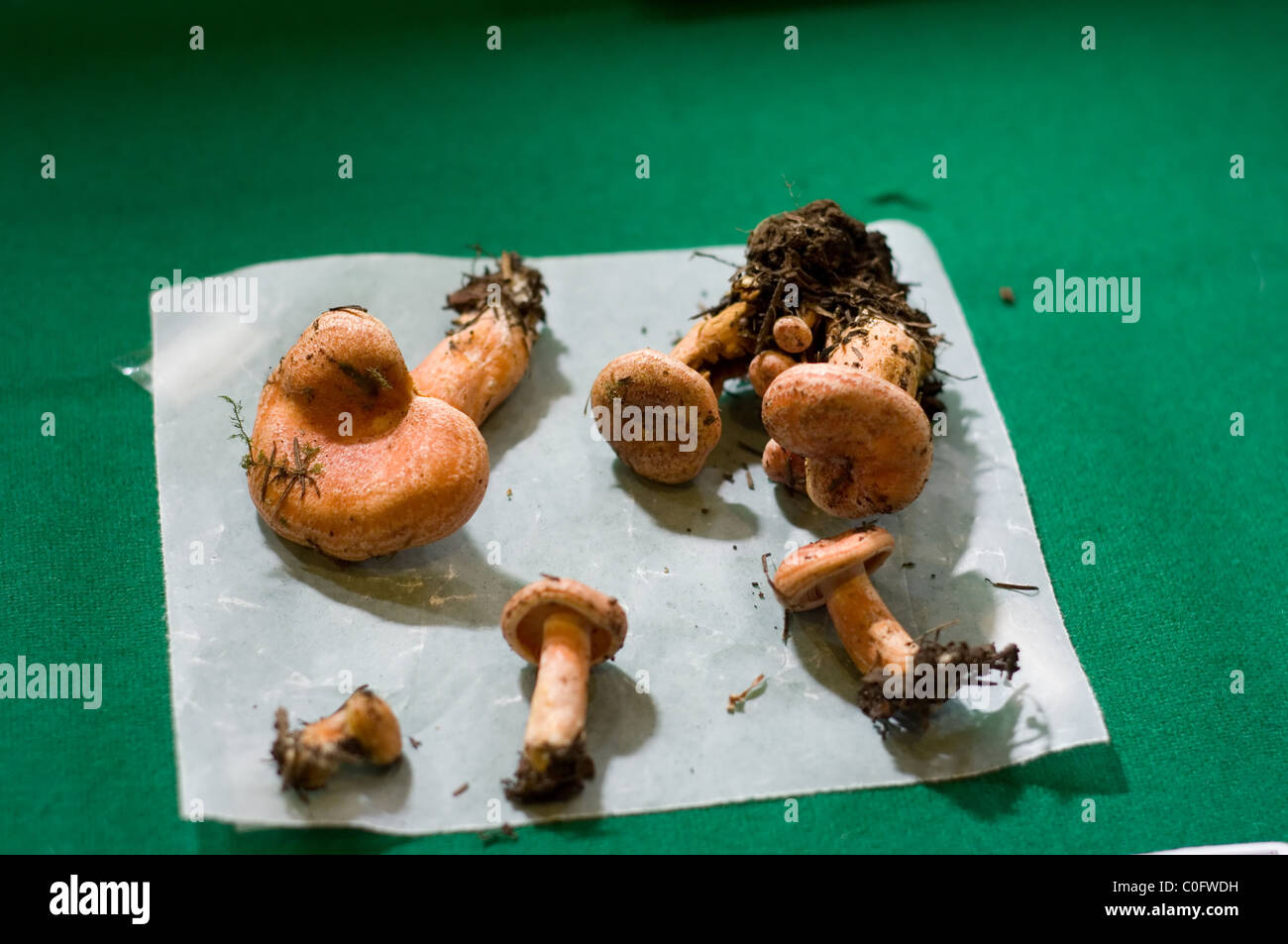 Milk-caps (Lactarius sp Stock Photo - Alamy