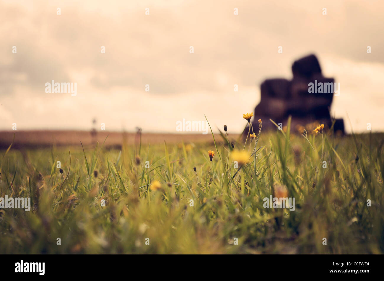 Wild flowers and a haystack Stock Photo - Alamy