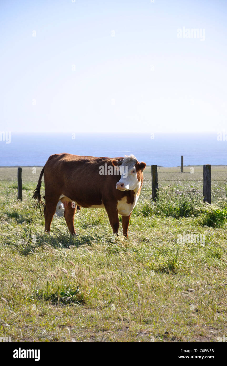 California cows, USA Stock Photo - Alamy