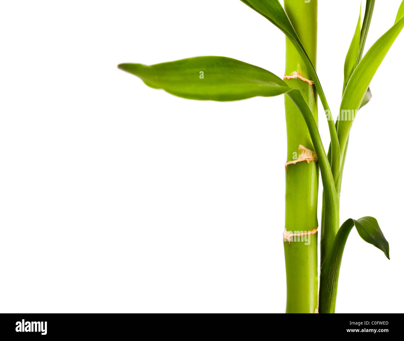 Bamboo plant hi-res stock photography and images - Alamy