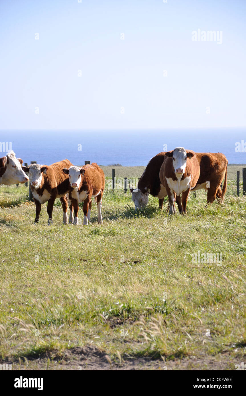 California cows, USA Stock Photo - Alamy