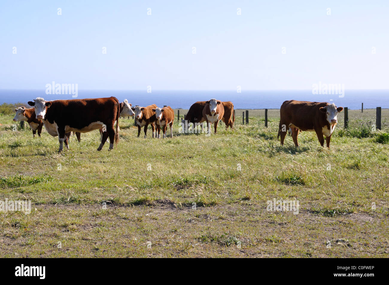 California cows, USA Stock Photo - Alamy