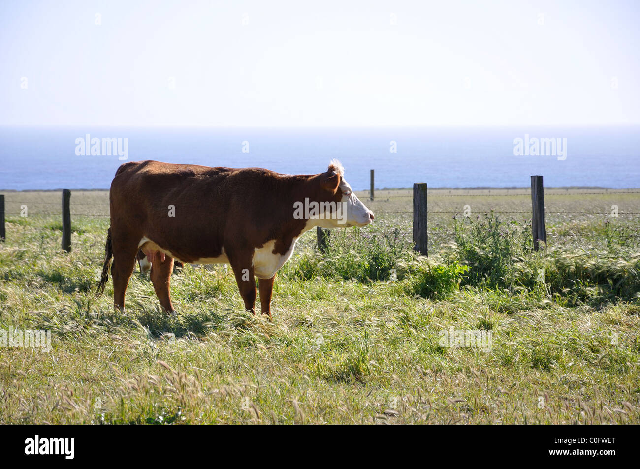 California cows, USA Stock Photo - Alamy