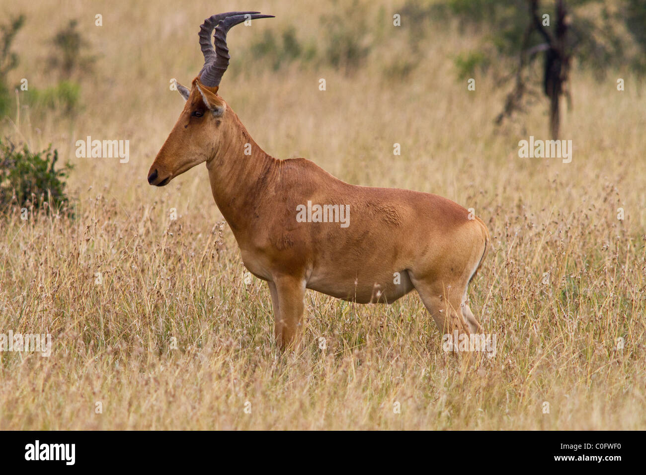 A profile of a topi from the right side Stock Photo - Alamy
