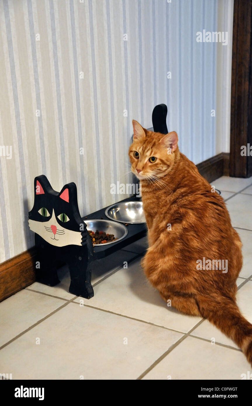 Red cat eating from bowl Stock Photo - Alamy