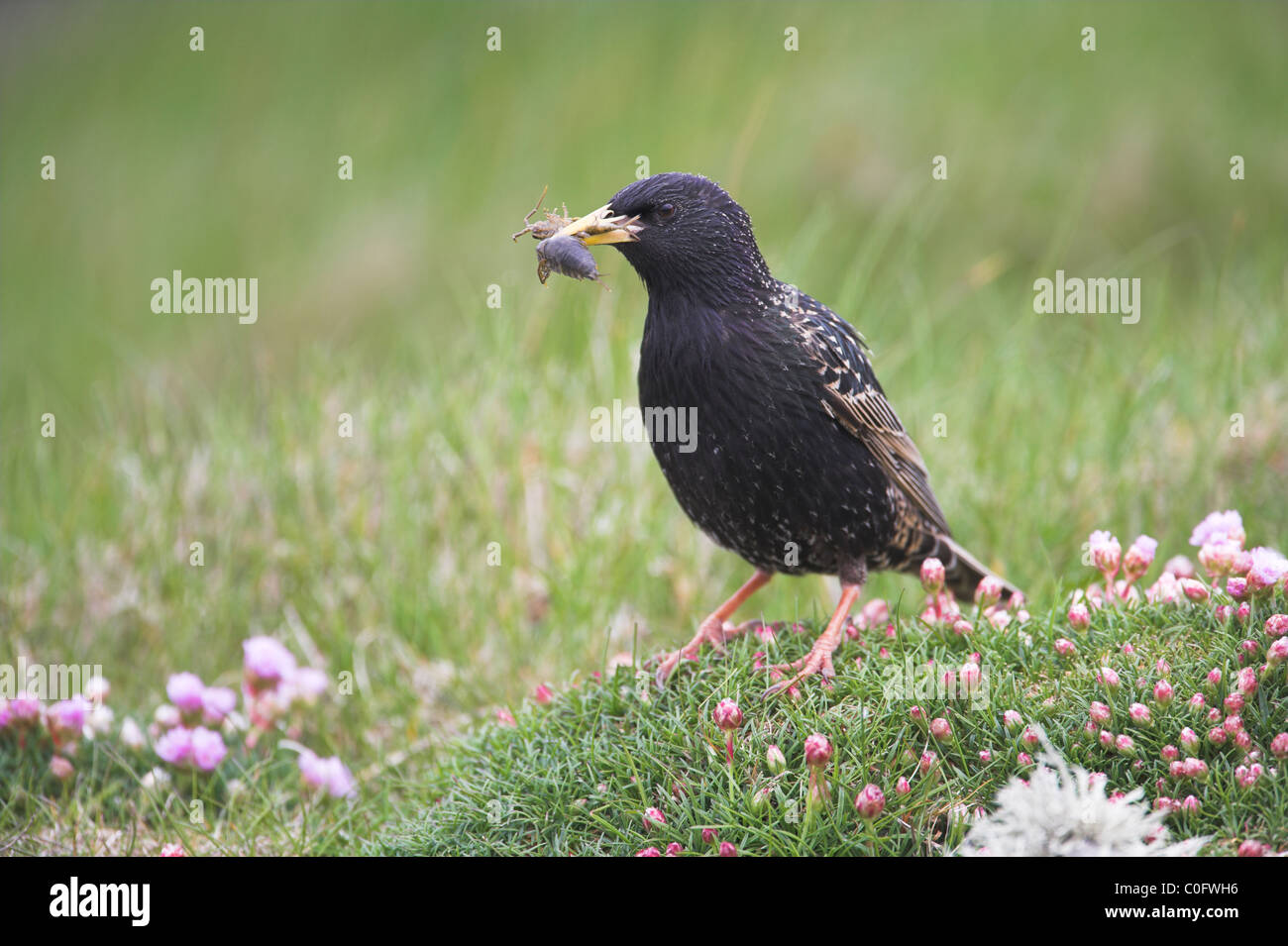 Ligia oceanica hi-res stock photography and images - Alamy