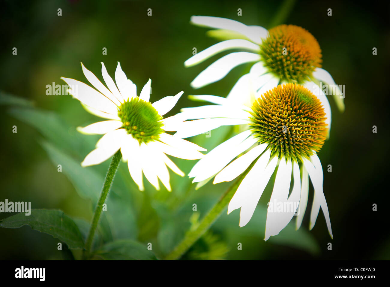 large daisy flowers growing in garden or allotment Stock Photo - Alamy