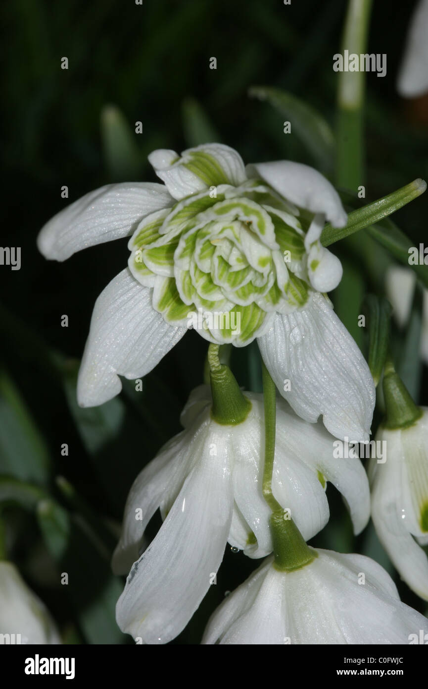 Galanthus nivalis 'Flore Pleno' Double Snowdrop Stock Photo - Alamy
