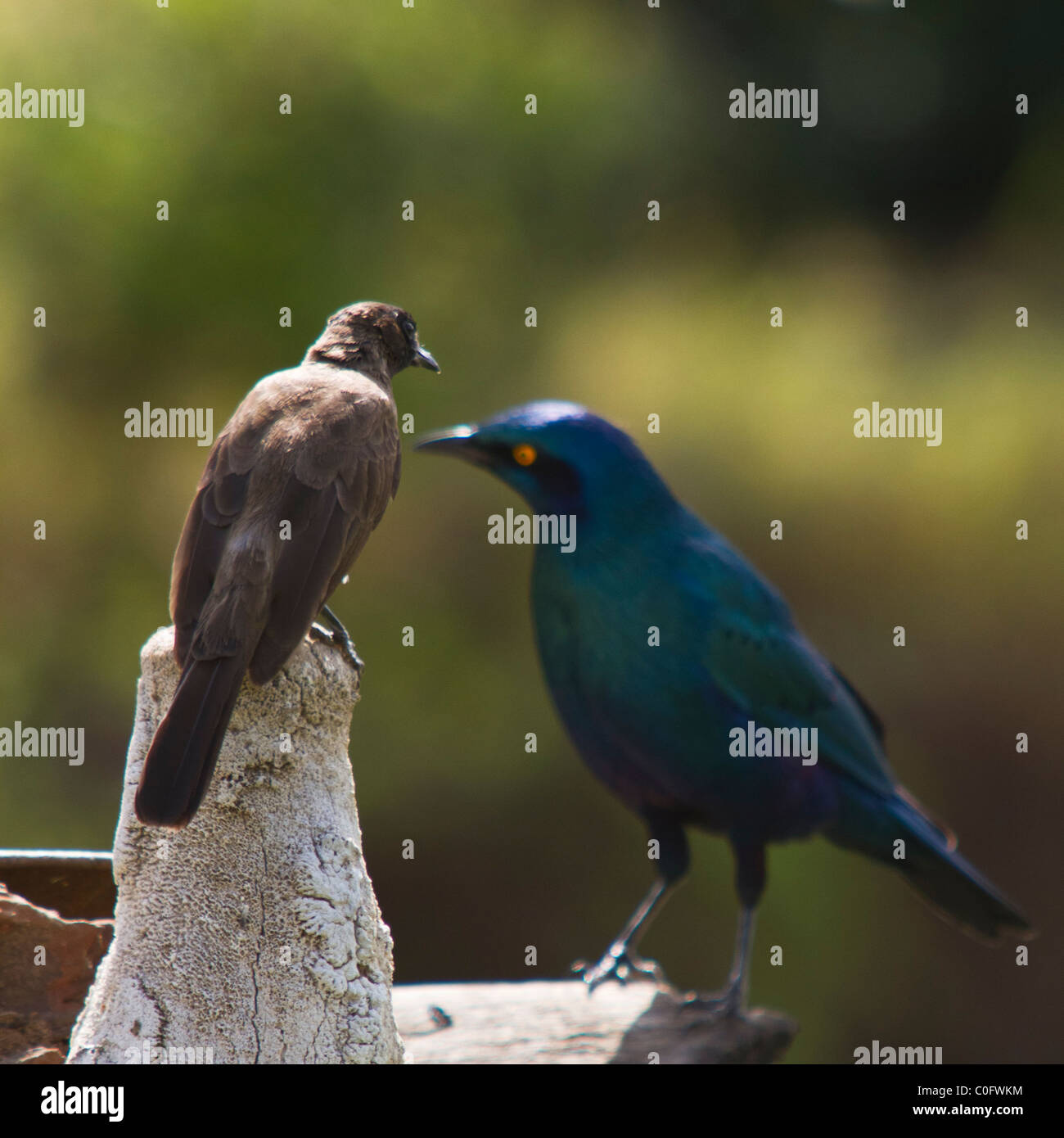 Kenyan starling hi-res stock photography and images - Alamy