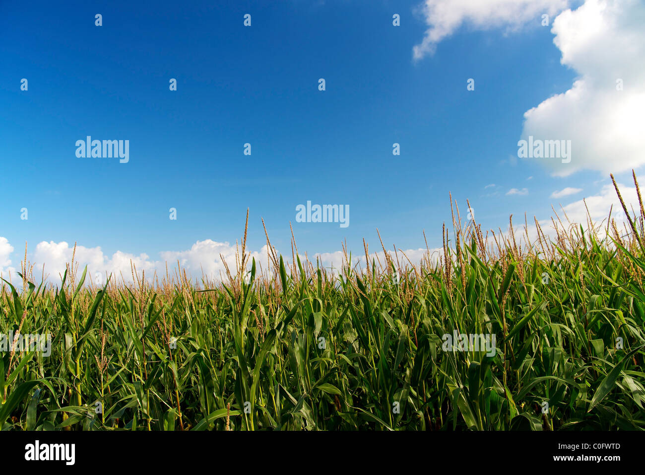 Field Of Corn France High Resolution Stock Photography and Images - Alamy