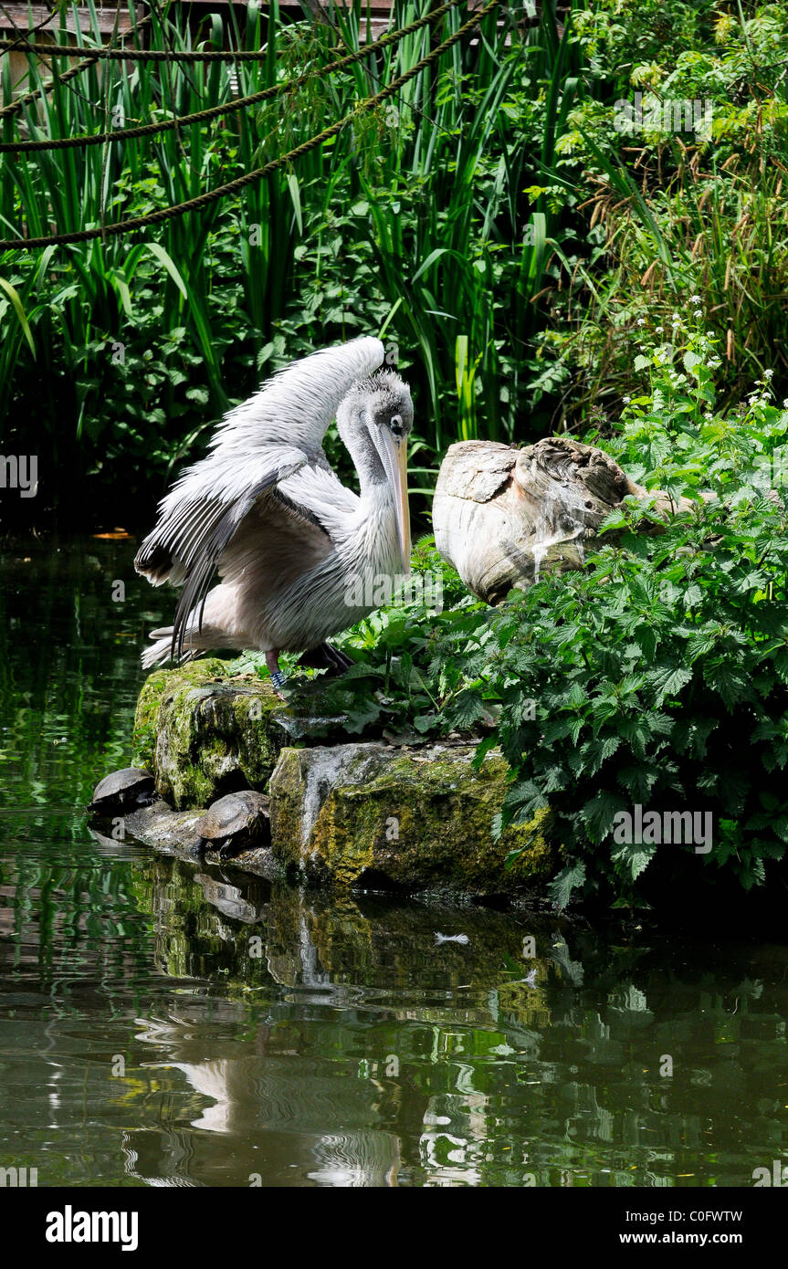 Grey pelican on pond hi-res stock photography and images - Alamy