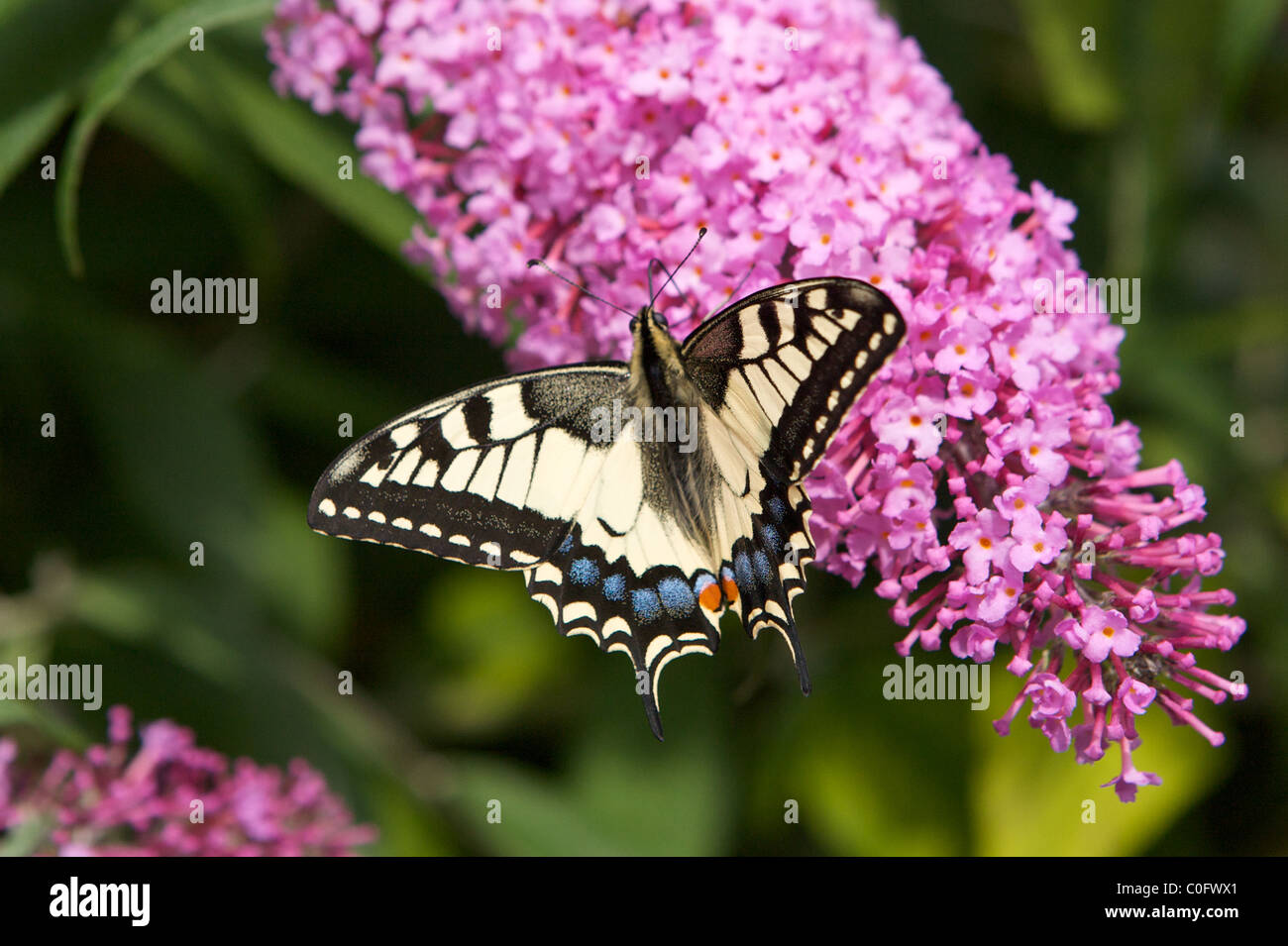 A yellow Tiger Swallowtail (Papilio glaucus) butterfly on a Buddleia ...