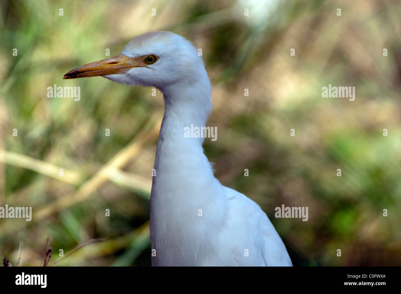 Cattle egret egypt hi-res stock photography and images - Alamy