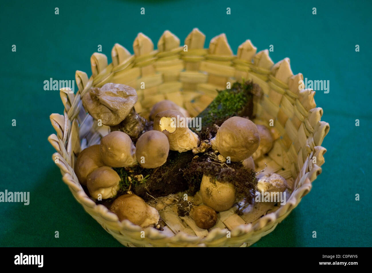 Gasteroid fungi from Mexico Stock Photo - Alamy