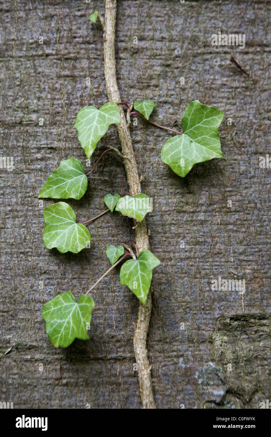 Ivy growing on a tree trunk in a forest in france Stock Photo - Alamy
