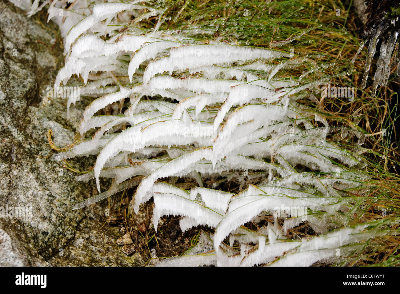 Ice and Grass Stock Photo - Alamy