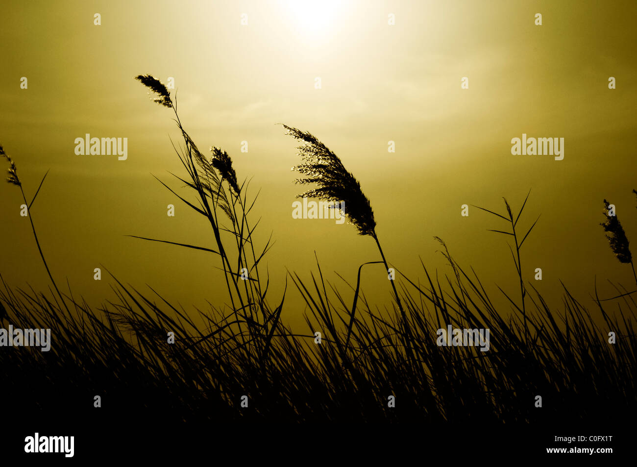 Silhouette reeds in wind hi-res stock photography and images - Alamy
