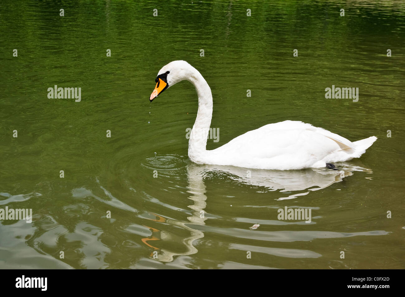 Swan on a pond Stock Photo - Alamy