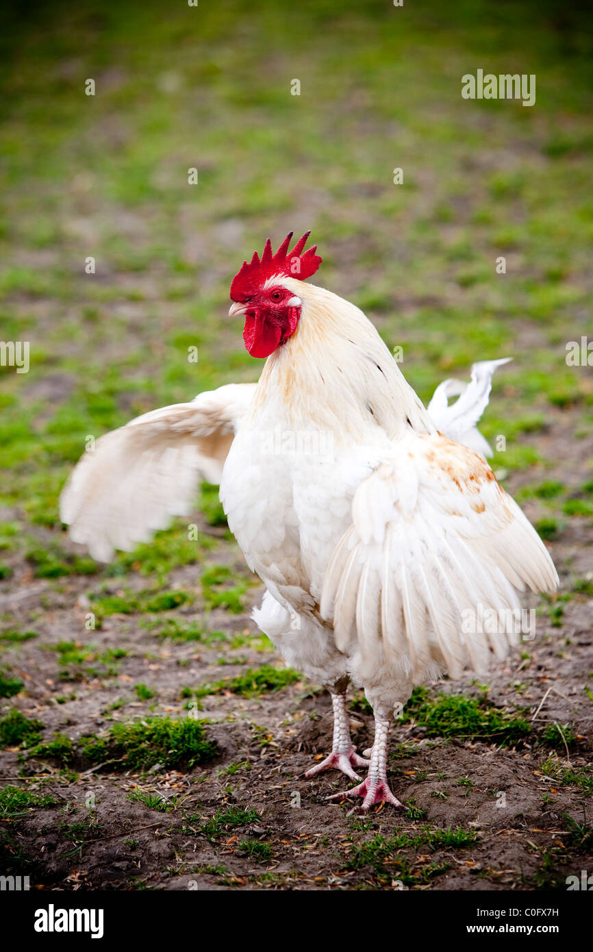 Flying chicken hen hi-res stock photography and images - Alamy