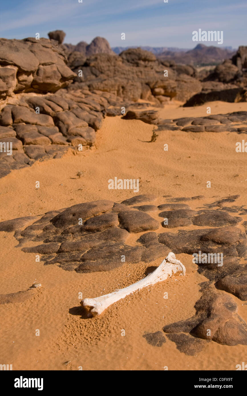 Bleached bone hi-res stock photography and images - Alamy
