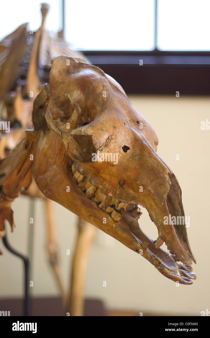 Skull camel hi-res stock photography and images - Alamy