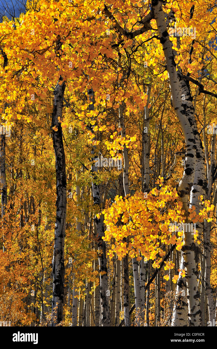 A stand of aspen trees with their leaves glowing in the golden yellows ...