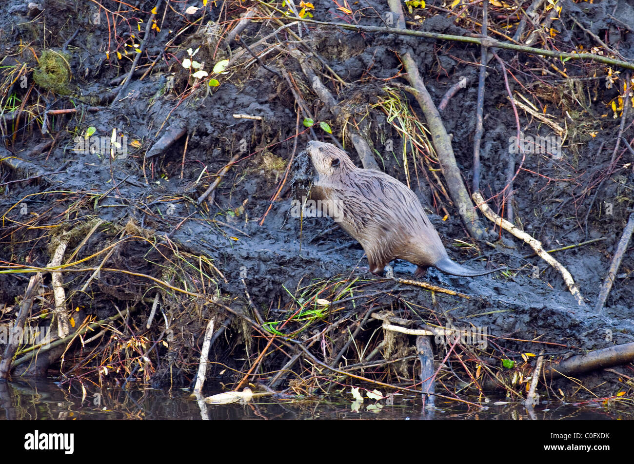 An beaver walking on his rear legs Stock Photo - Alamy