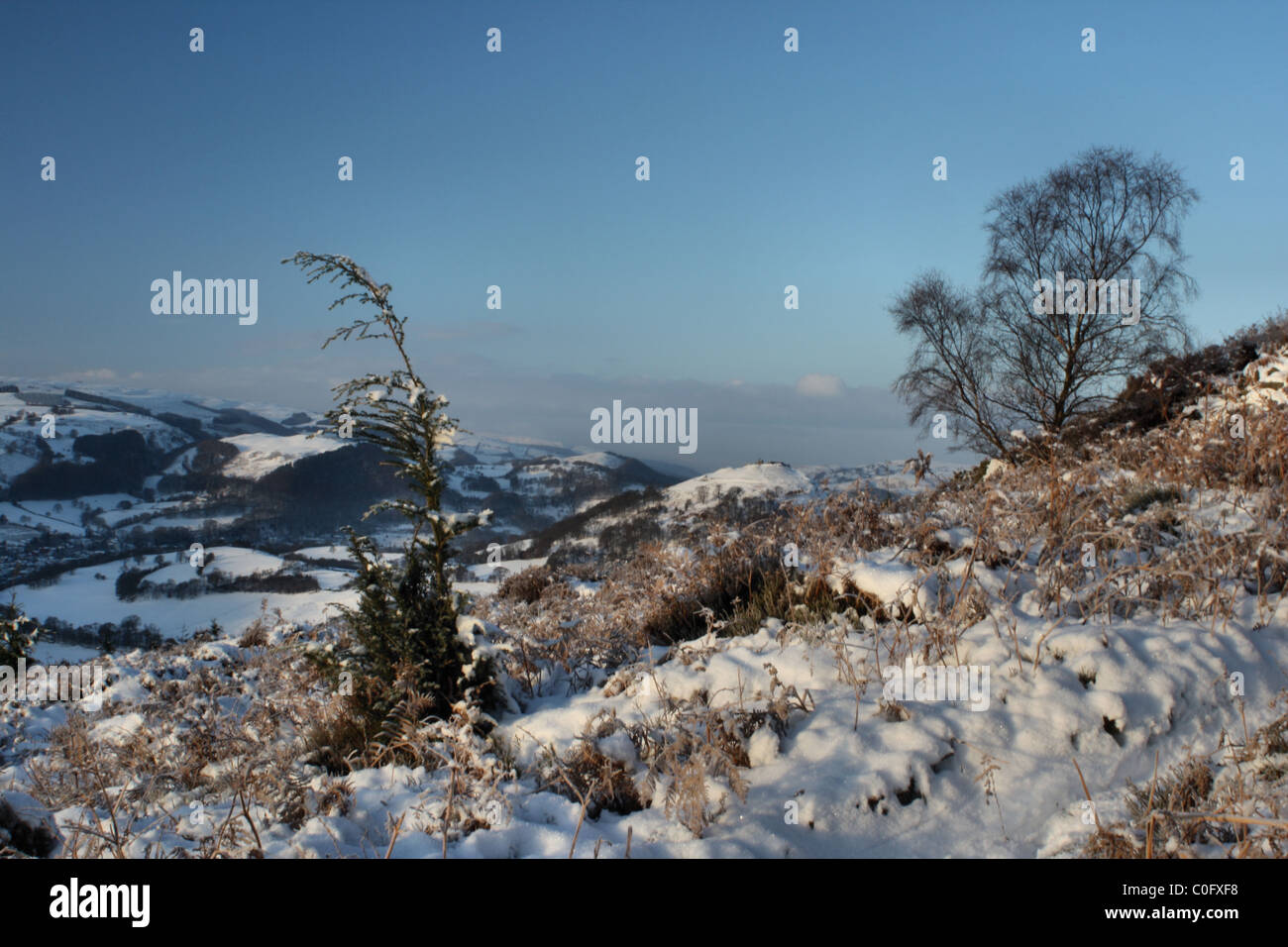 Lone trees and snow on Panorama Llangollen with view of Dinas Bran ...